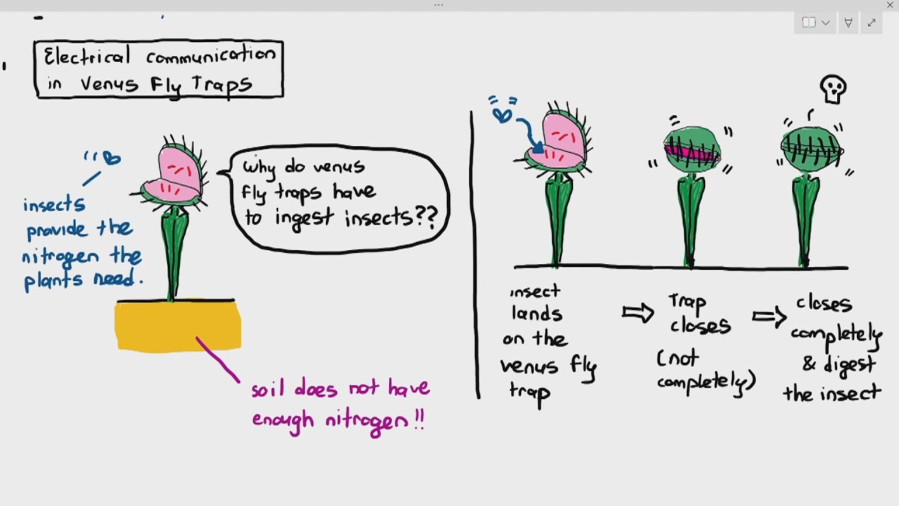 Understanding Electrical Communication in Plants: The Venus Fly Trap ...