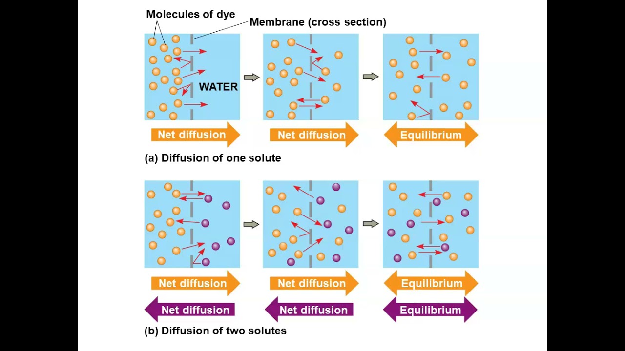 Chapter 7: Membrane Structure and Function