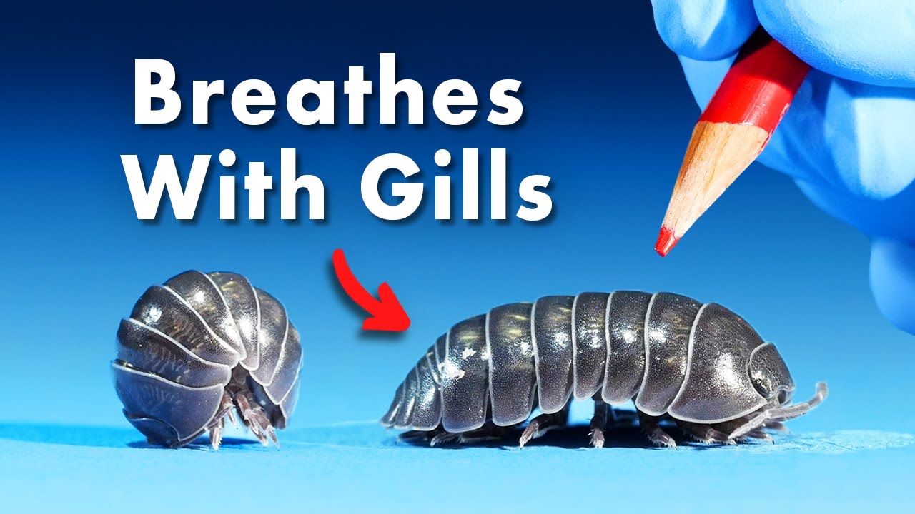 Everything You Didn't Know About Backyard Animals
