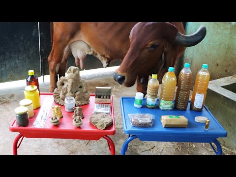 Cow Dung Diya - Gobar Diya Latest Price, Manufacturers & Suppliers