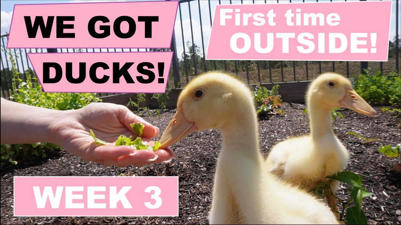 WE GOT DUCKS! (Week 3)