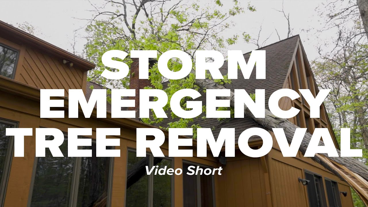 Storm Emergency Tree Removal Short