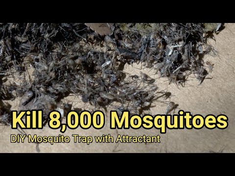 How to Kill Thousands of Mosquitoes | Men’s Health