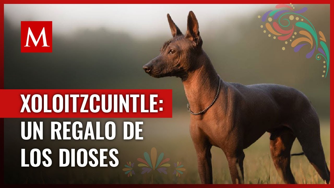 Xoloitzcuintle, el perro azteca que guía las almas al Mictlán