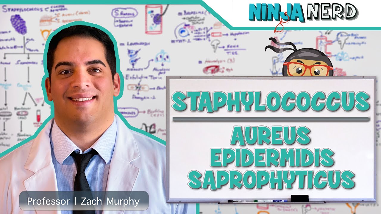 What is Staphylococcus aureus and Staphylococcus epidermidis? – Wiki REF