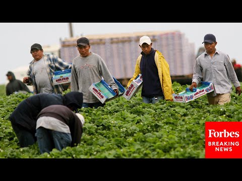 Forced Labor May Be Common In The US Food Chain According To A New Study