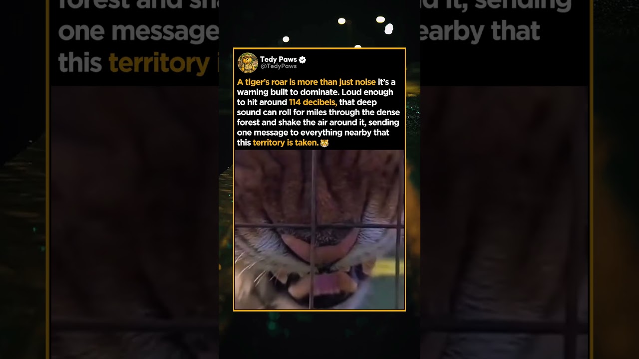 A Tigers Roar Is Truly Something Incredible!