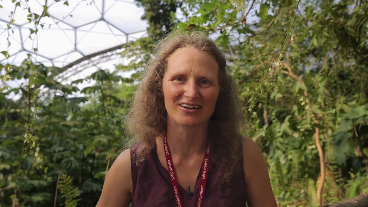 Rainforest Biome at Eden Project