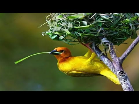 American Sign Language ASL Video Dictionary - nest