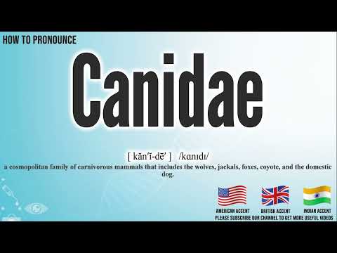 Canidae Pronunciation | How to Pronounce (say) Canidae CORRECTLY | Meaning Definition