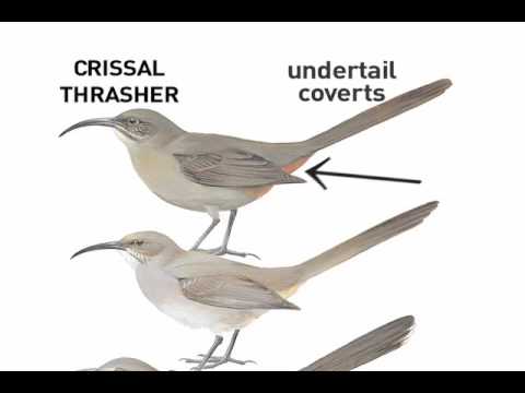Topography of a Bird | Lee's Birdwatching Adventures Plus