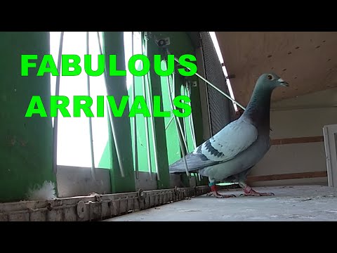 Pigeon race results of Hans and Evert Jan Eijerkamp