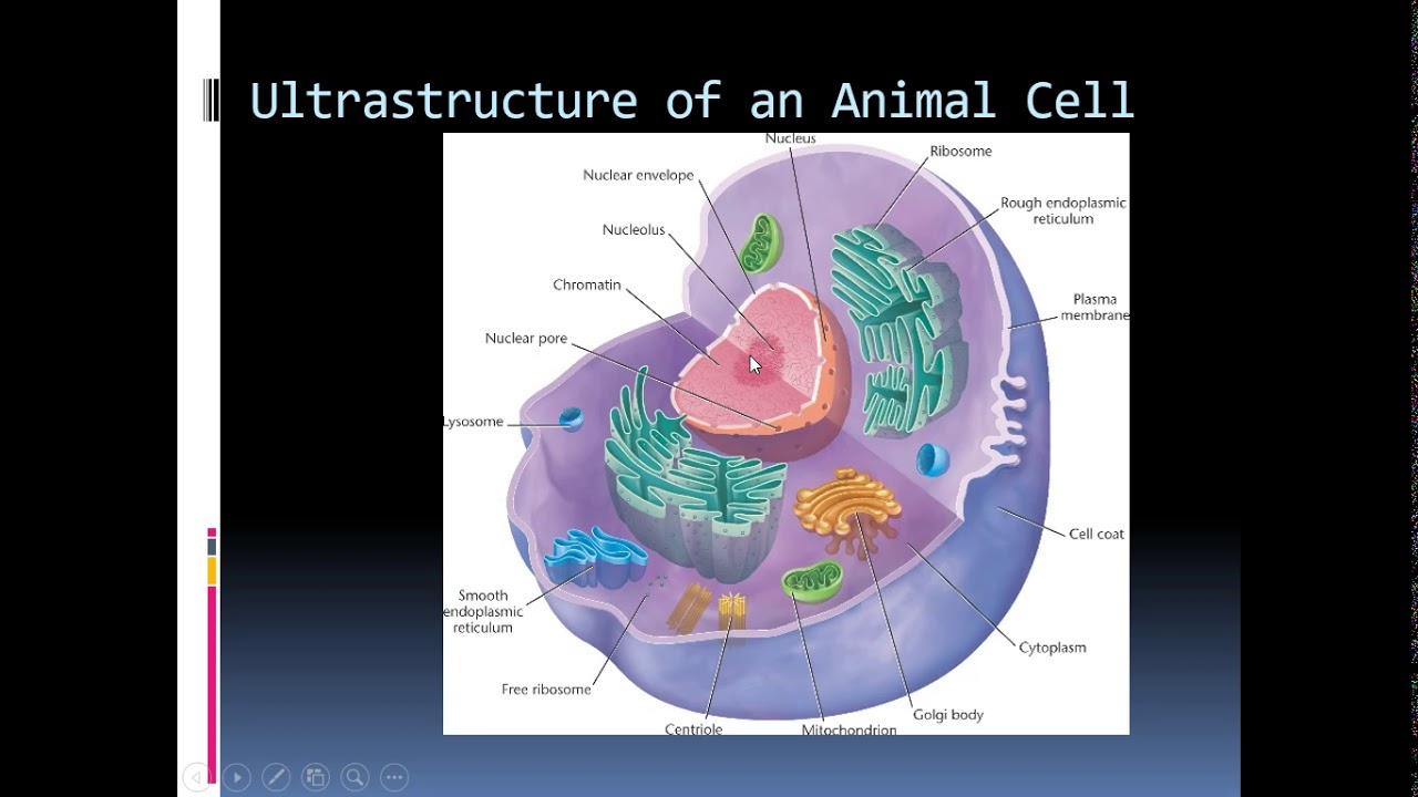 Cell Structure Part 2