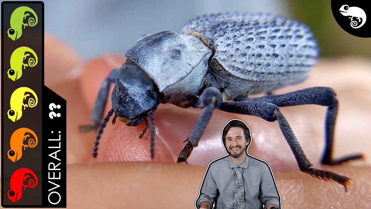 Blue Death-Feigning Beetle, The Best Invertebrate?