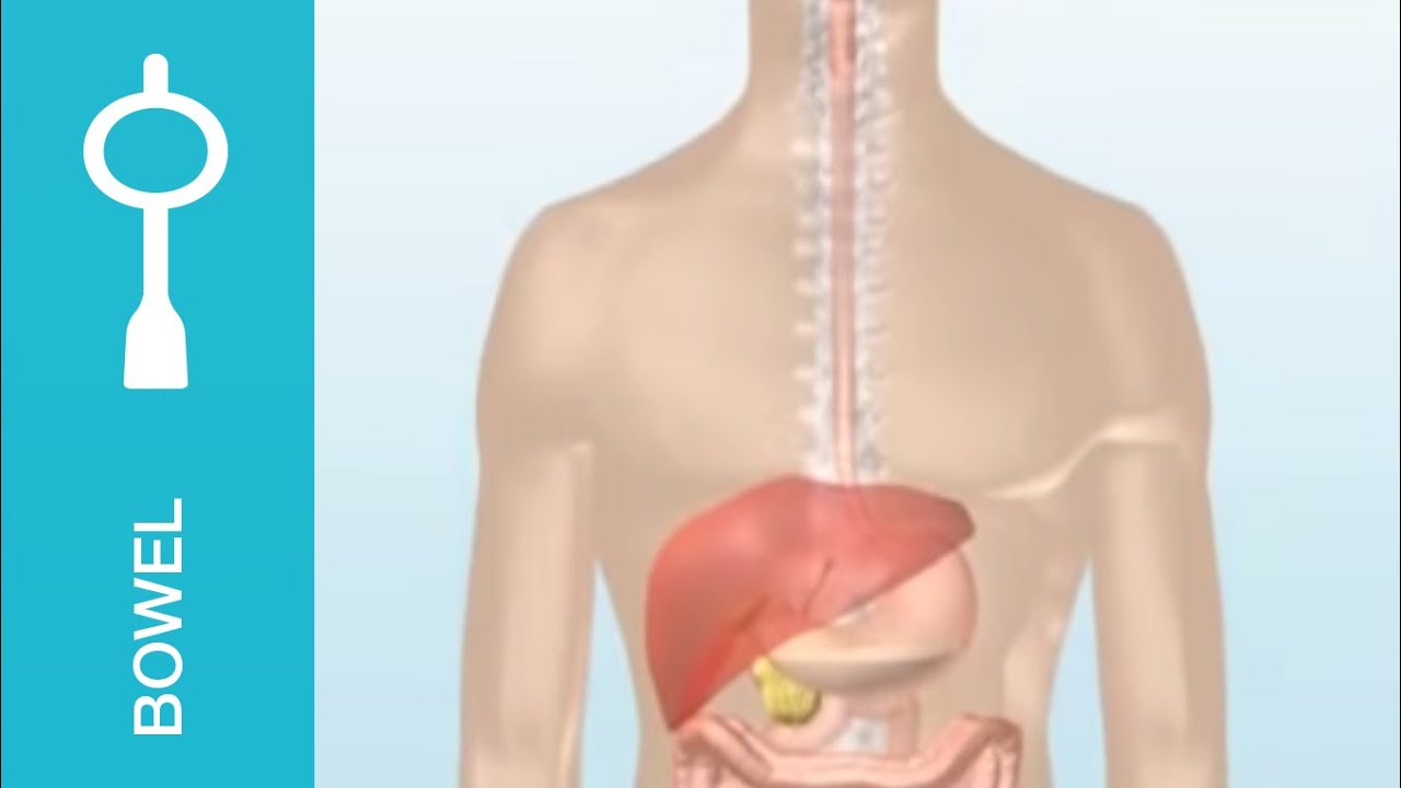 How the bowel works