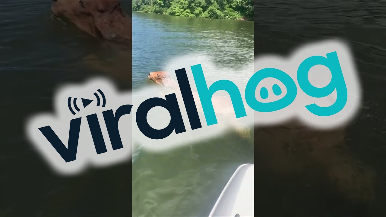 Group of Friends Courageously Save a Drowning Cow in a Lake - Go Viral!