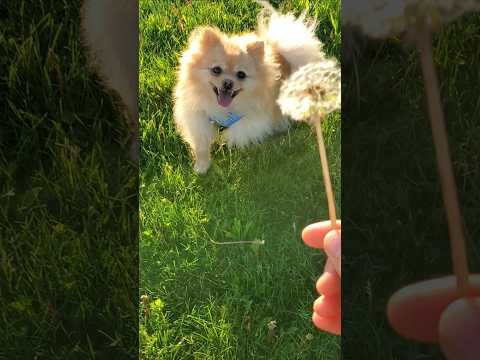 Puppy love is Forever❤️🐶 #pomeranian #dog #shorts #puppylove