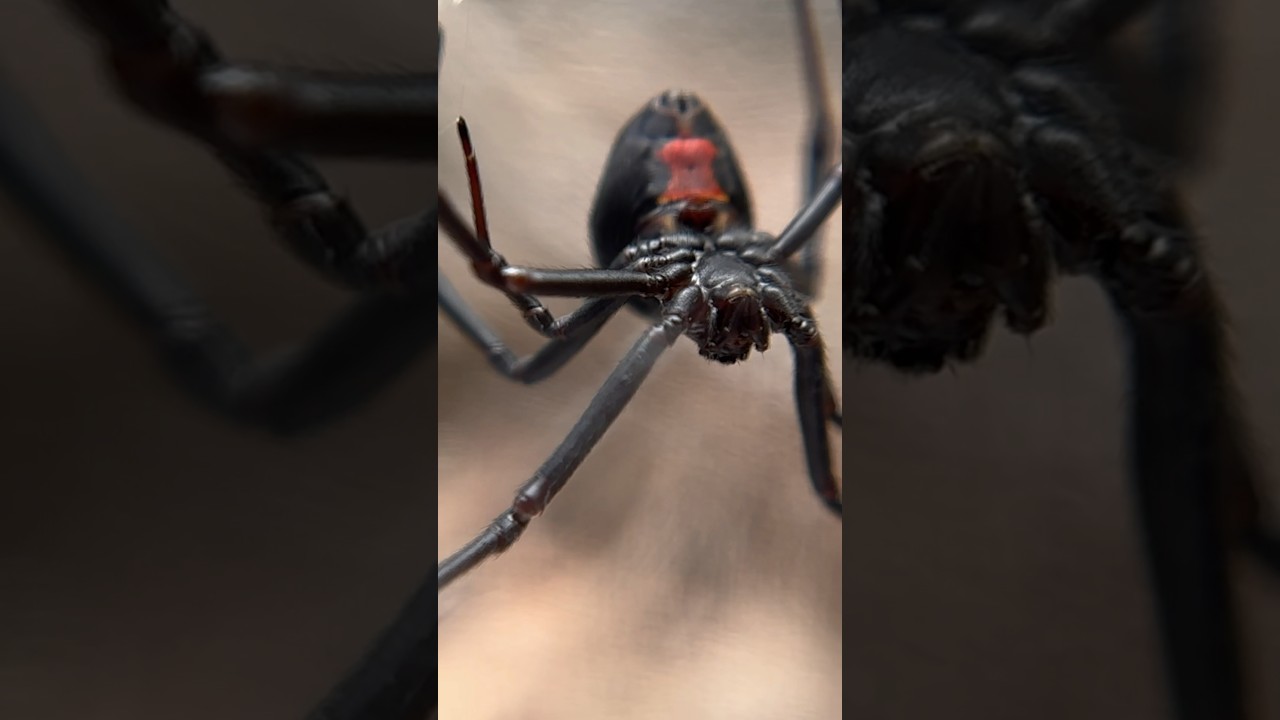 How DEADLY Is The REDBACK SPIDER?? #spider #wildlife