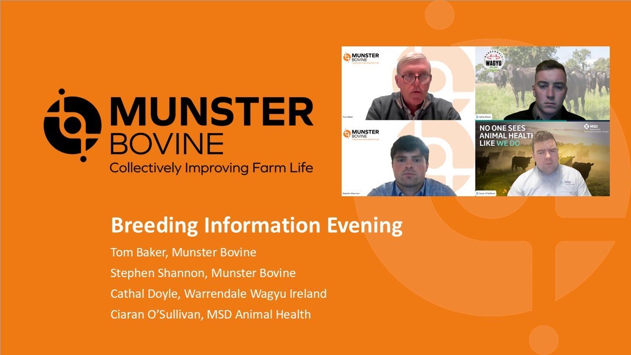 Breeding Information Webinar with Munster Bovine, Warrendale Wagyu Ireland and MSD Animal Health
