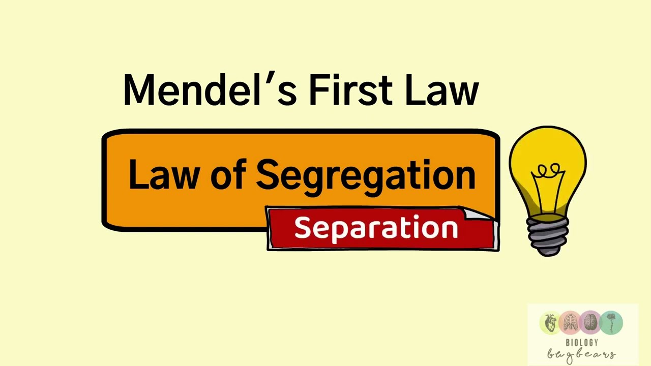 Mendel's Law of Segregation-Leaving Cert Biology Genetics