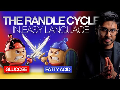 The Randle Cycle: Biochemistry Simplified & Explained In Plain English