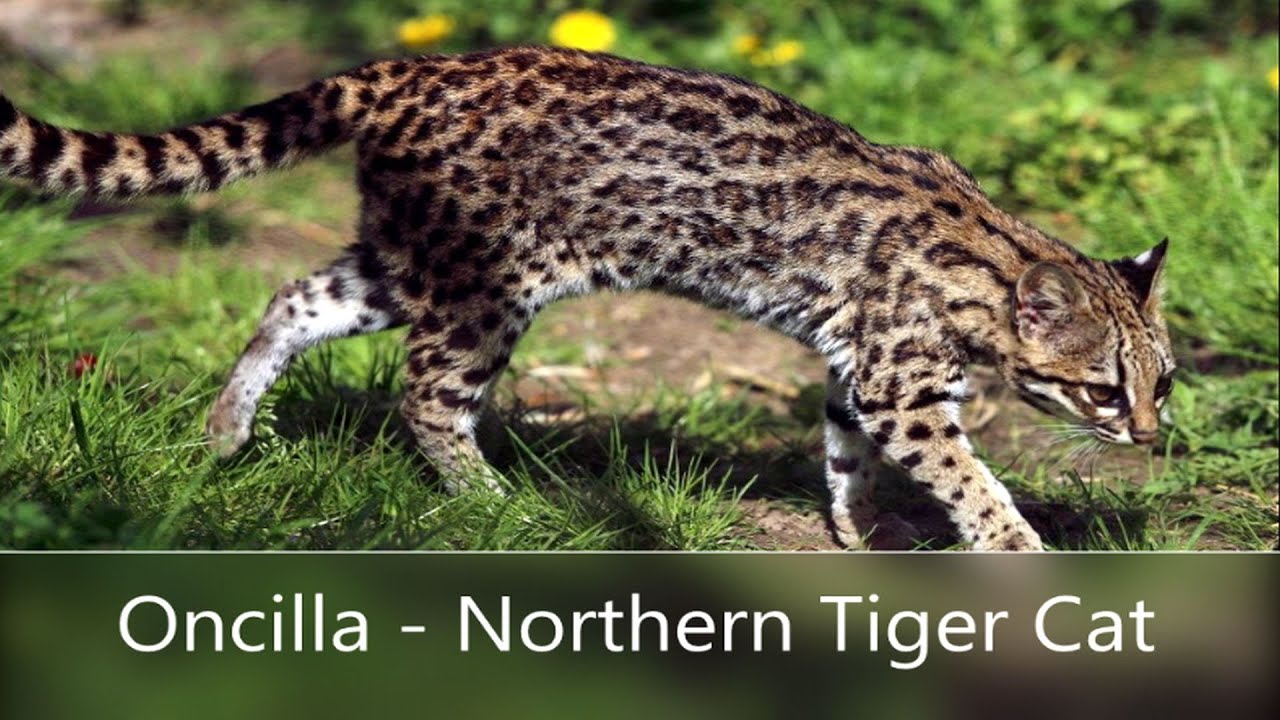 Oncilla (Cat) Leopardus tigrinus
