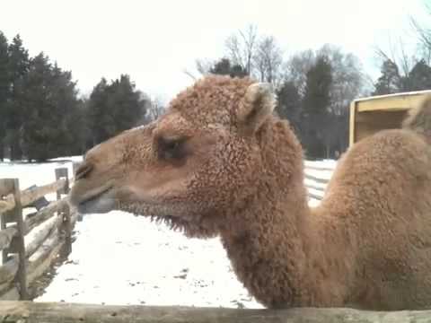 Aladdin the Christmas Camel | Life in 20 Seconds