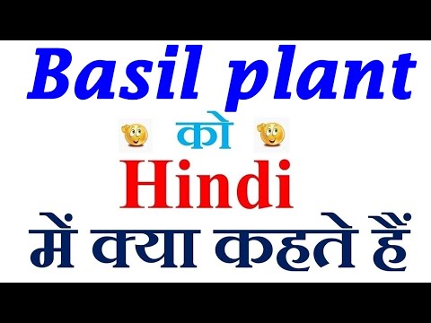 Basil plant meaning in hindi | Basil plant ka matlab kya hota hai | Basil plant in hindi