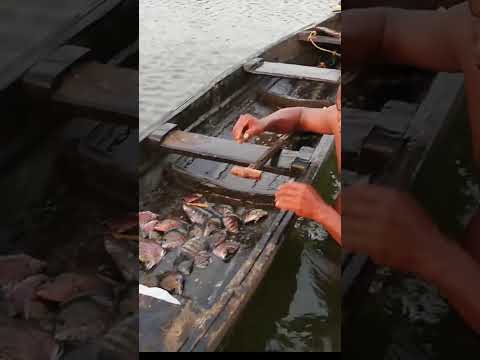 Karimeen / Pearl spot fish / Fishing in Kerala