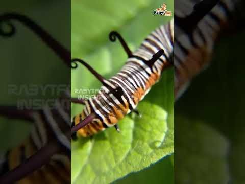 How long does a caterpillar stay in the cocoon ?