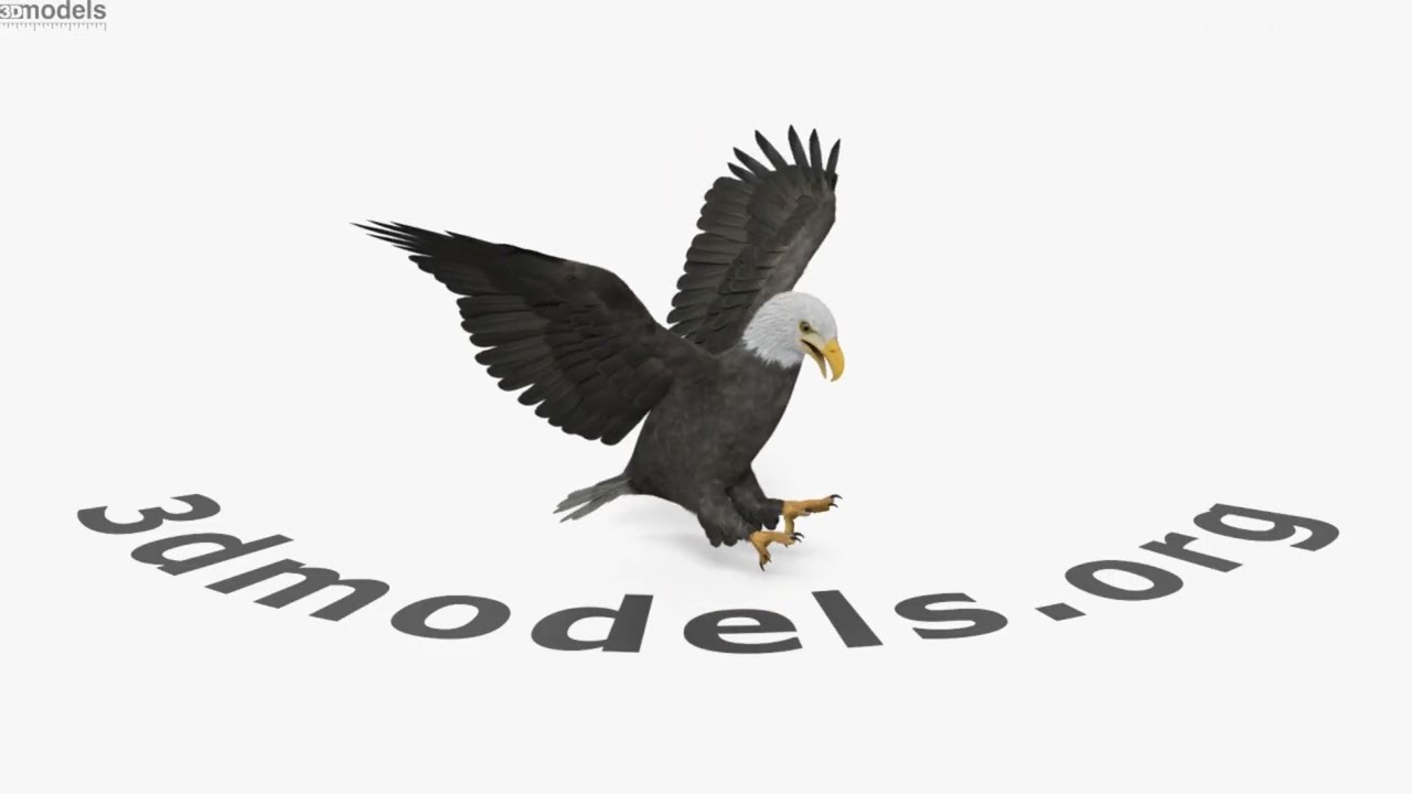 Bald Eagle Attacking 3D model by 3DModels.org