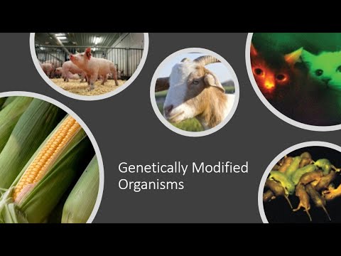 GMOs