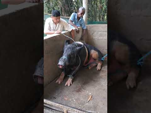 castration 🫣 male pig, two n half year old 🫡 #pig #pigfarmvideo  #villagelife #arunachalpradesh