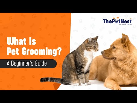 What is Pet Grooming? Beginners Guide ✔️