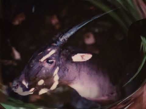 Saola's Mysterious Presence in the Annamite Range