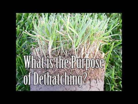What is Dethatching? Should you Dethatch your Lawn?