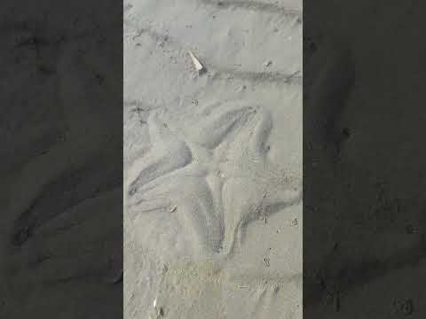 Starfish Vanishes into the Sand – Nature’s Perfect Camouflage!