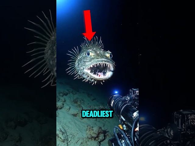 Exploring the Top 5 Deadliest and Strongest Sea Creatures in the Ocean ...