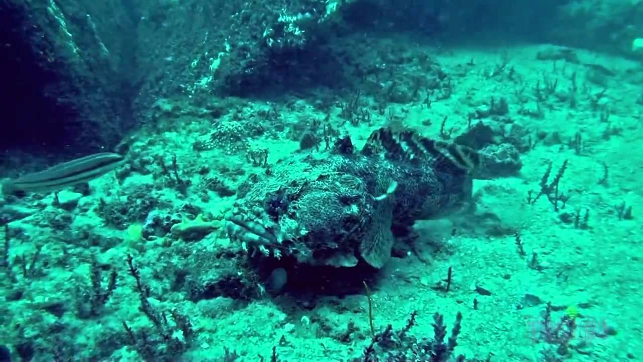 Giant toadfish attacks diver's equipment