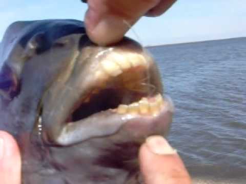 Peixe com dente humano existe, ou é história de pescador ...