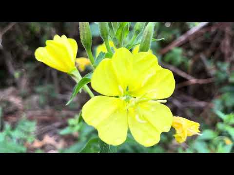 Middelste Teunisbloem (Oenothera biennis, syn.: Oenothera perangusta) - 2023-07-21