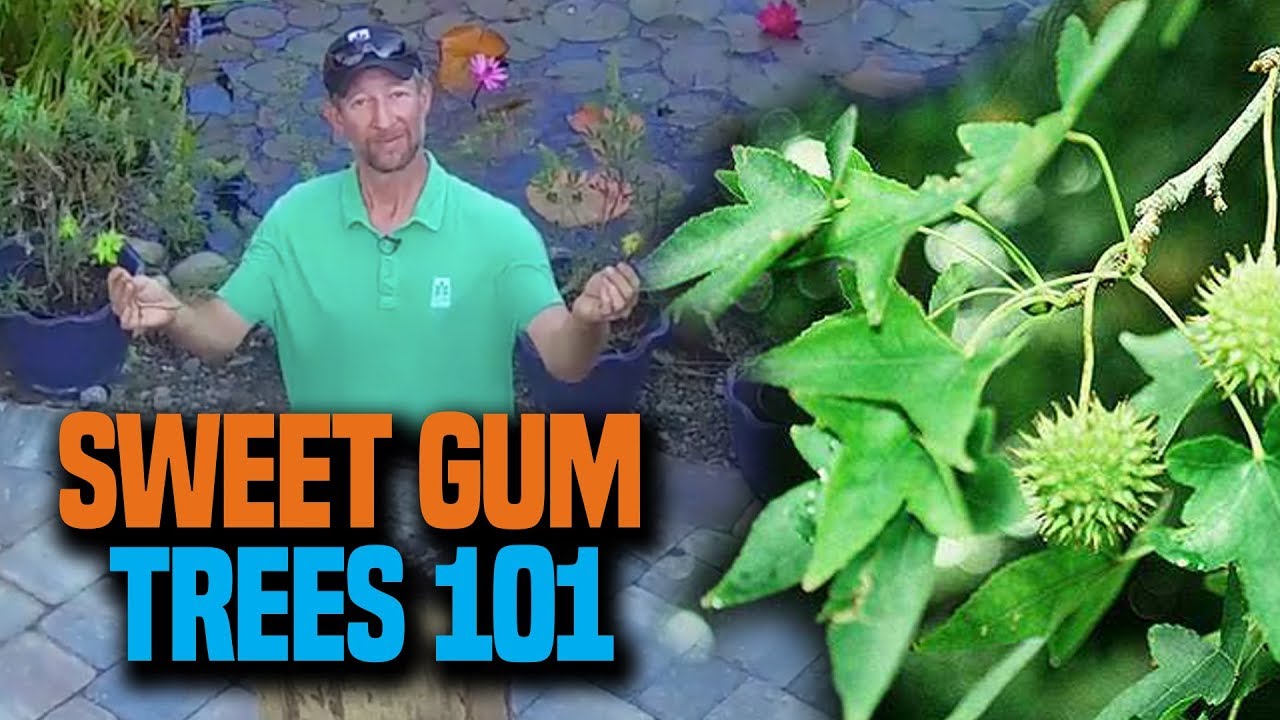 All about Sweet Gum Trees