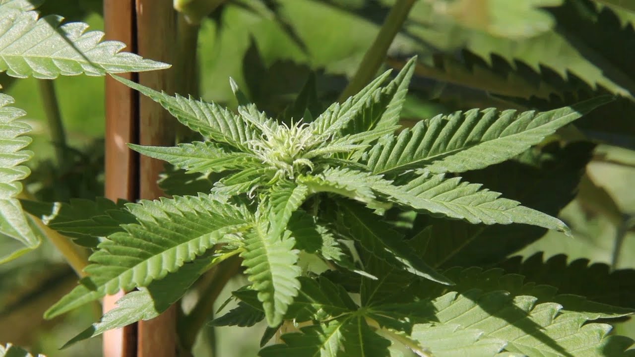 Marijuana Al Natural 22 Cultivation with Forced Flowering of Cannabis Outdoors I