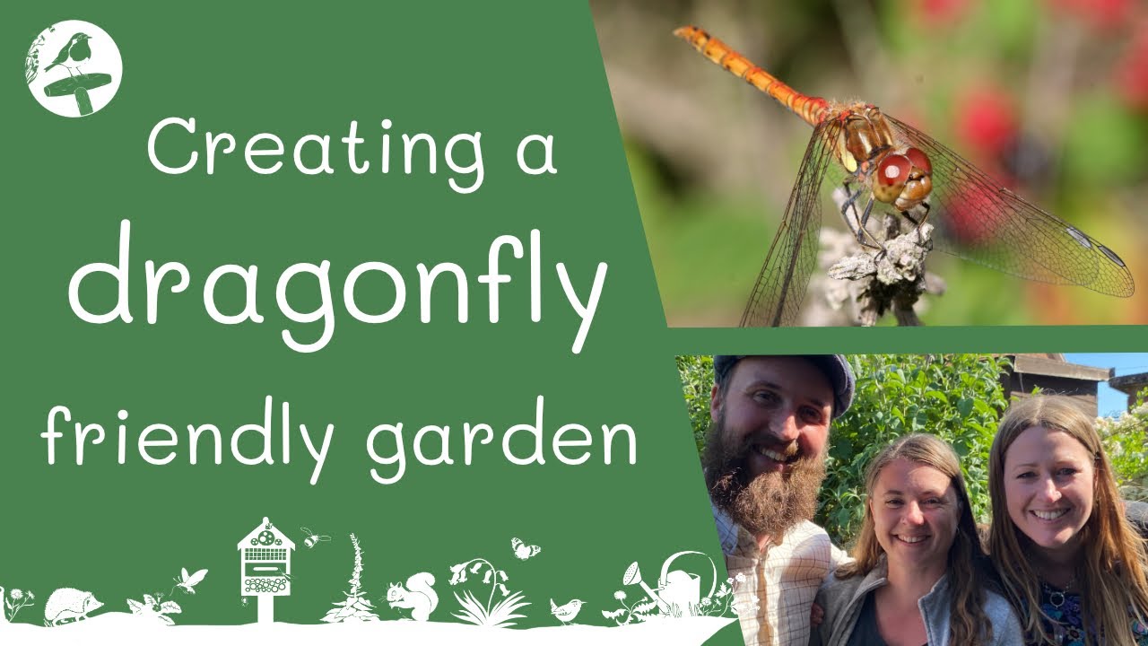 How to create a dragonfly friendly garden