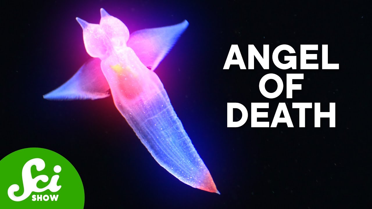 Sea angel | Animals | Monterey Bay Aquarium