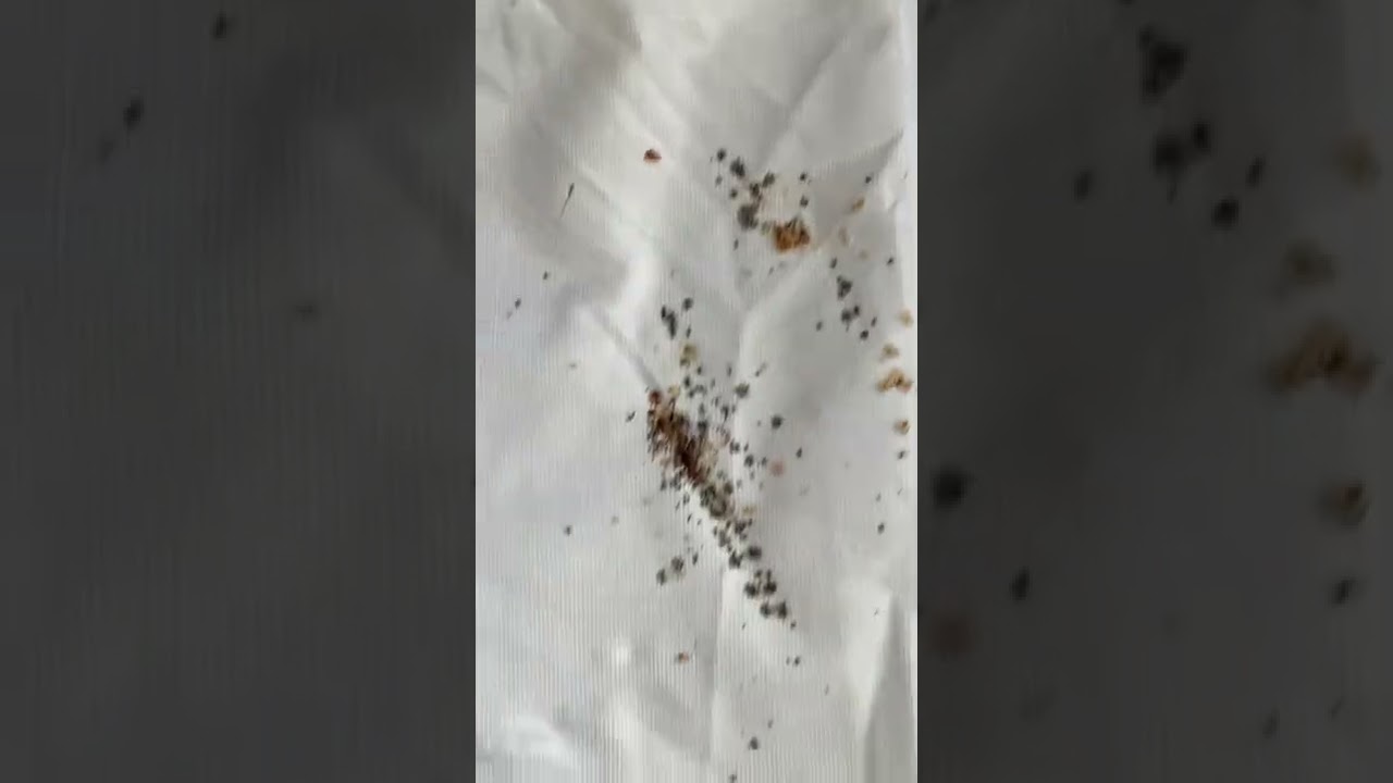 Sleeping with Bed Bugs