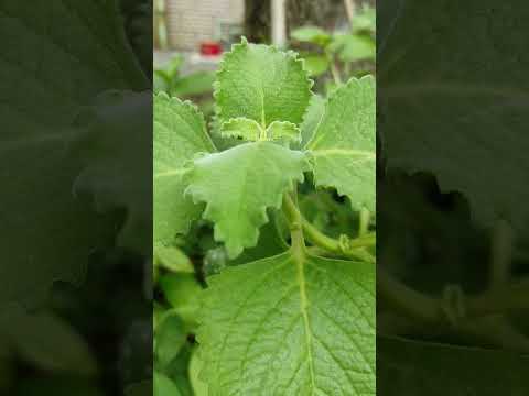 #oregano #plants #shorts