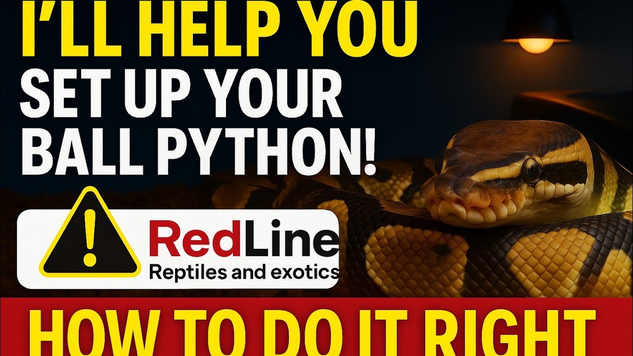 “The Correct Ball Python Enclosure Setup Explained — Temps, Humidity, Lighting & Heat!”