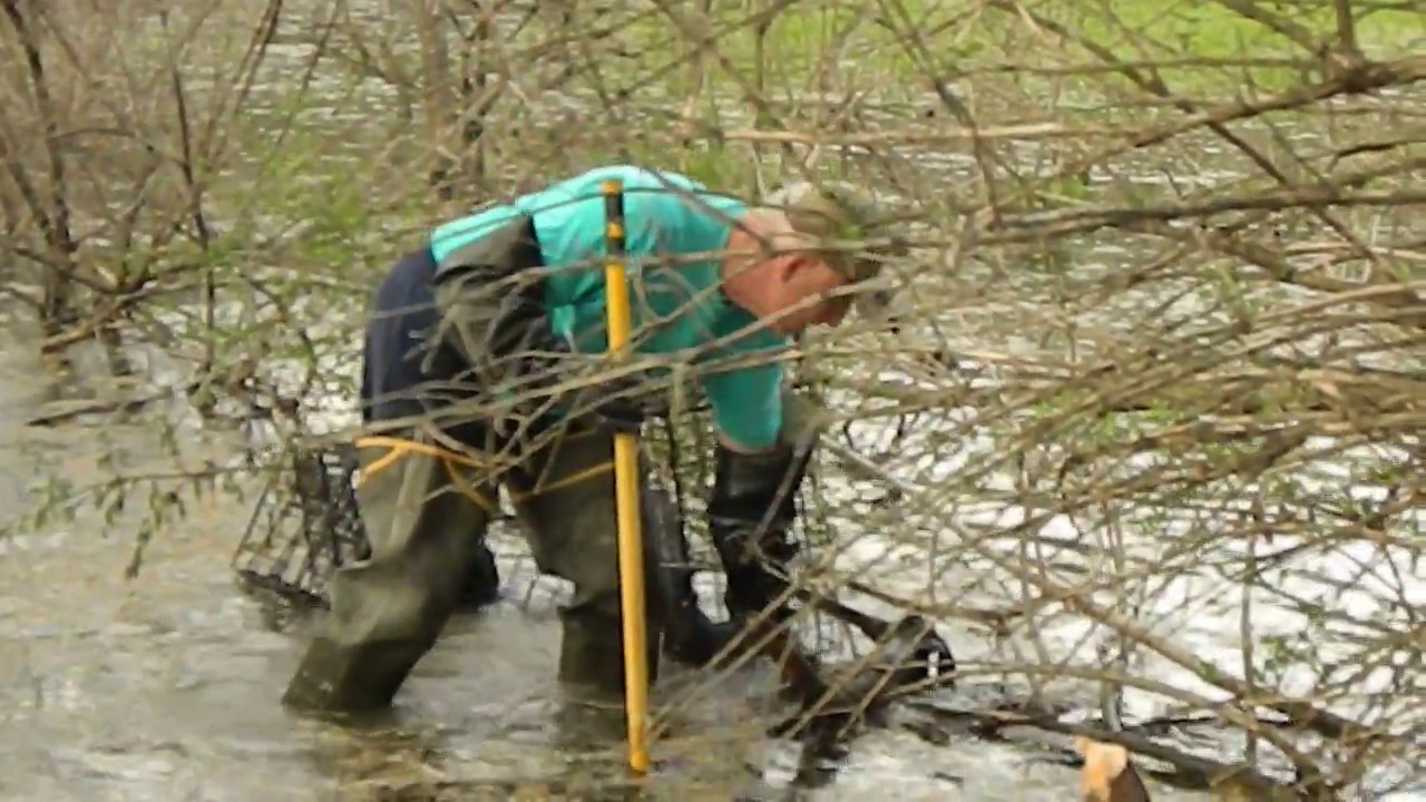 Comstock Cage Traps--Triple on Beaver, Caught Side by Side