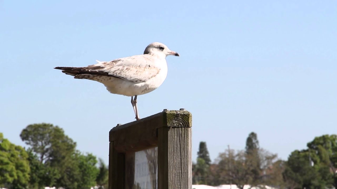 Seagull Defecates in Slow Motion